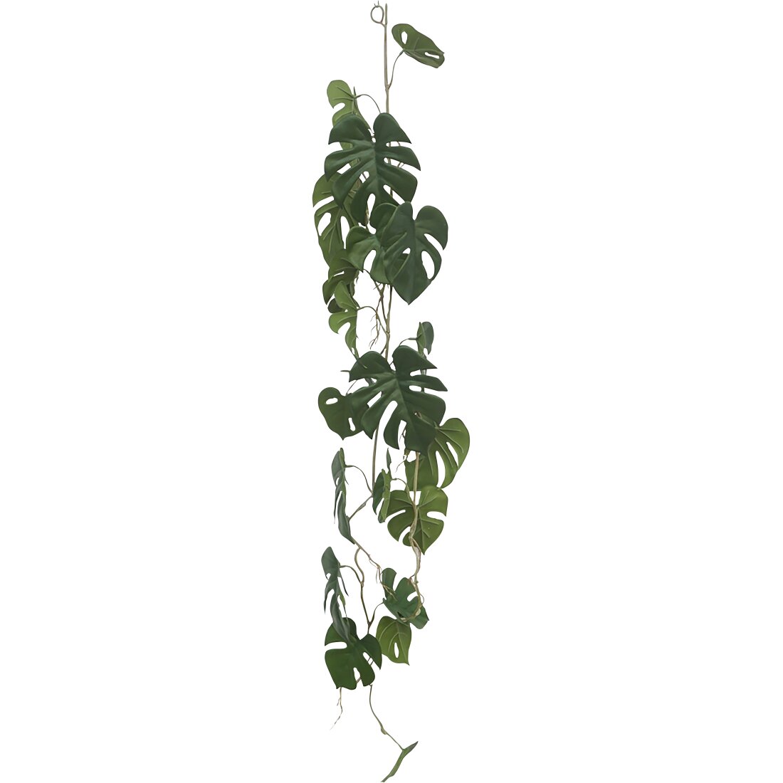 PLANTA ENREDADERA MONSTERA - Dolce Vita decor