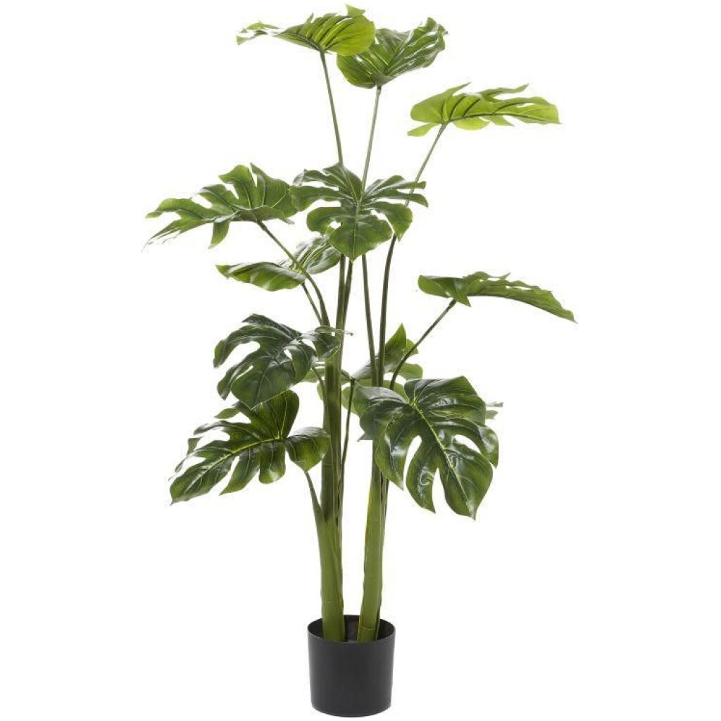 PLANTA ENREDADERA MONSTERA - Dolce Vita decor