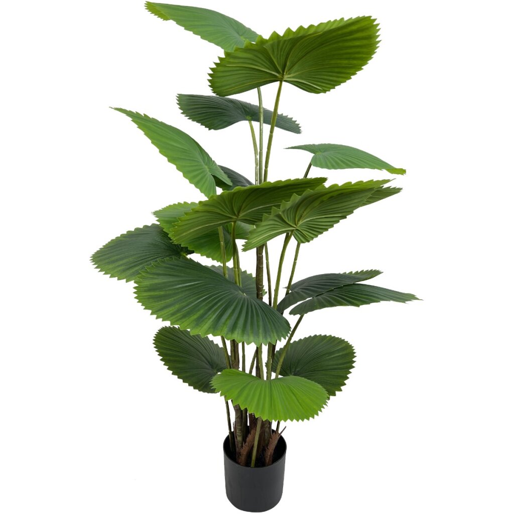 PLANTA DECORATIVA PALMA LICUALA - Dolce Vita decor
